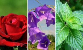 gėlynas - išsamiai DELFI.lt