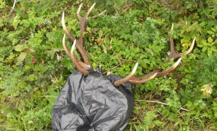 elnio ragai - išsamiai DELFI.lt