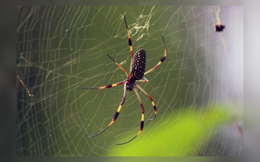 Biologas: vorai žmonių bijo labiau nei žmonės jų - Grynas.lt