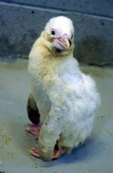 Bristolyje išsirito pingvinas albinosas - DELFI
